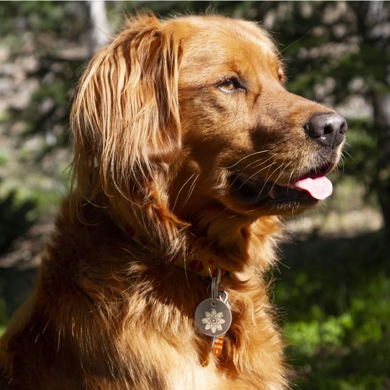 BioPower Pet Shield Natural Flea & Tick Repellent Collar Tag